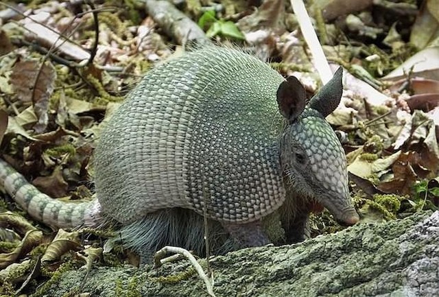 Bichos da 'night': 9 animais que preferem sair à noite para caçar ...