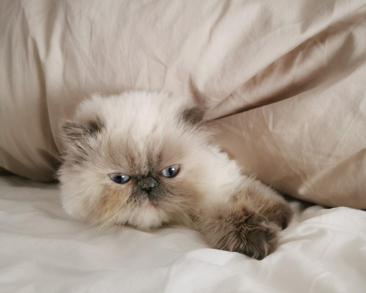 Gato persa: tudo o que você precisa saber antes de adotar um pet da ...