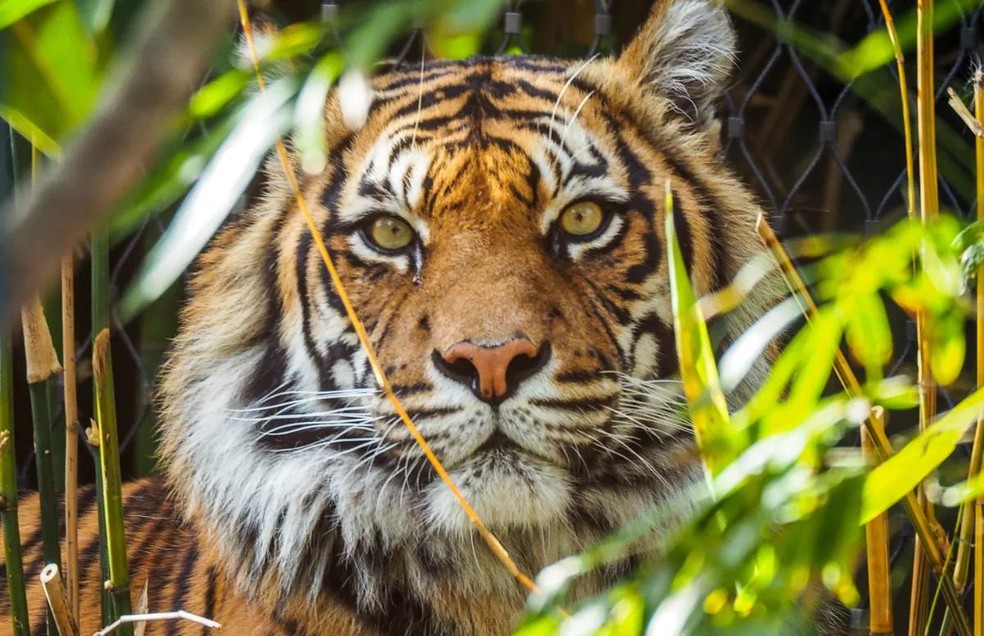 Por que os tigres são laranjas? Especialistas explicam | Comportamento ...