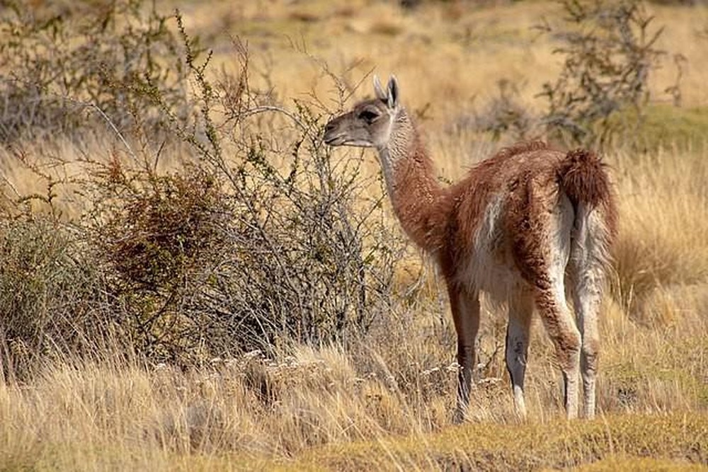 Da Patagônia ao Saara: 10 animais que vivem no deserto | Comportamento ...