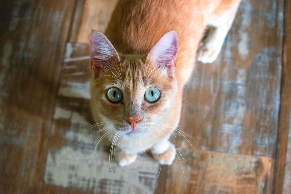 FIV e FeLV: o que são estas doenças felinas e como tratá-las | Saúde ...