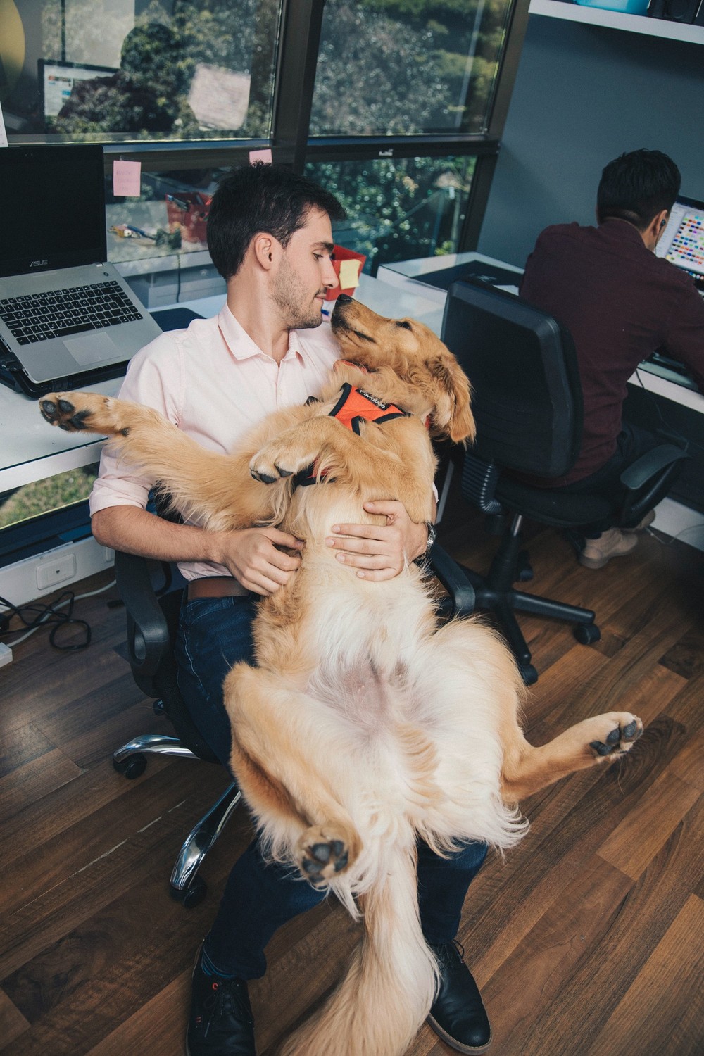 No mundo corporativo, oferta de benefícios para os pets é tendência ...