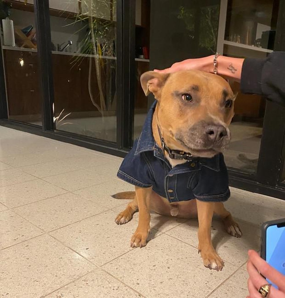 Halsey perde cachorro e desabafa sobre o momento em redes sociais ...