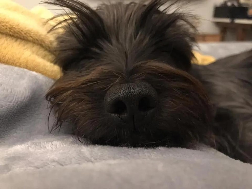 Conheça Resistência, pet de Lula que será a embaixadora canina da ...