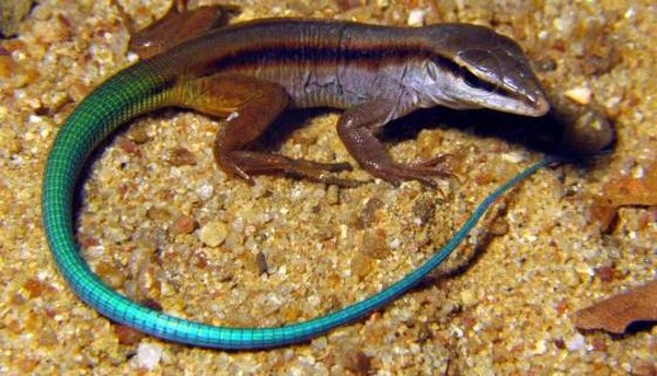 Caatinga: 10 animais do bioma exclusivamente brasileiro | Comportamento ...