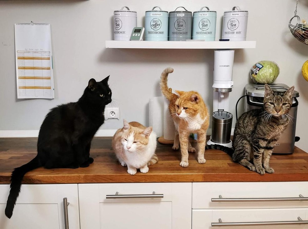PIF em gatos: o que é e como se desenvolve a doença do coronavírus ...