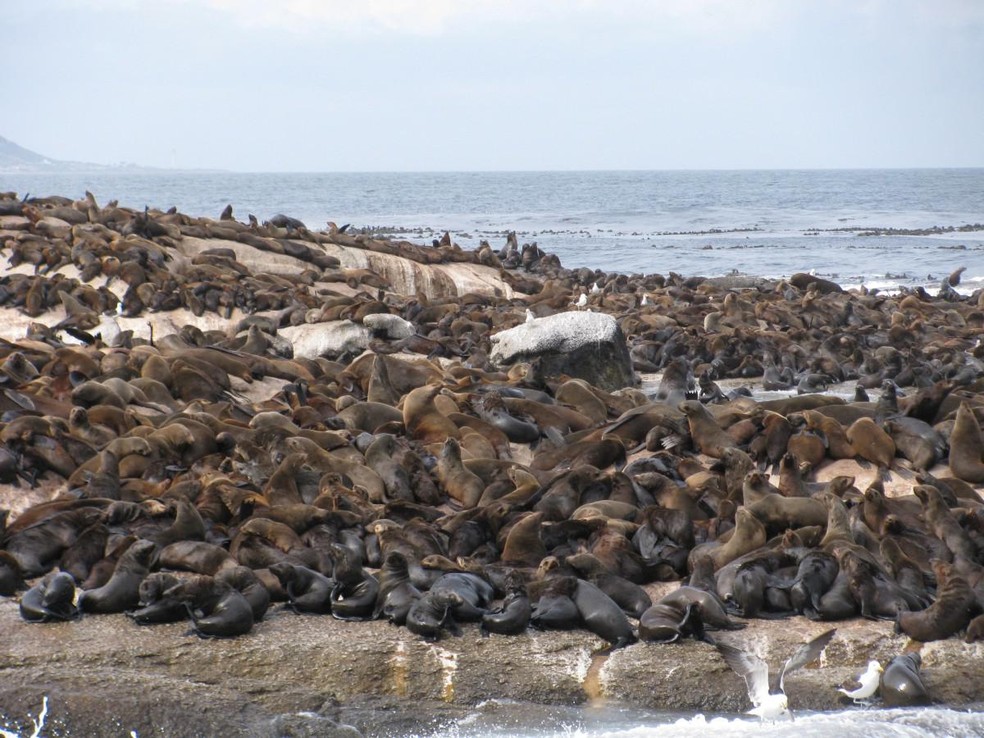 10 praias e ilhas repletas de animais exóticos | Comportamento | Vida ...