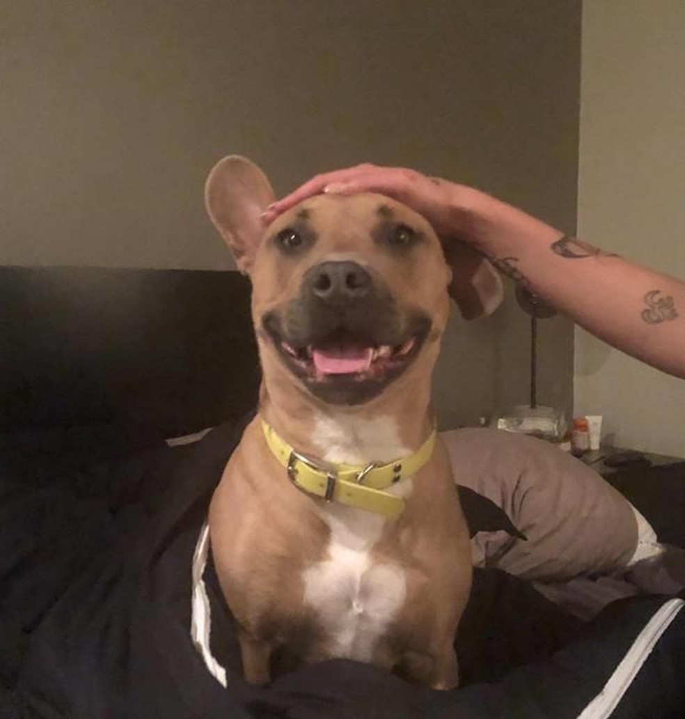 Halsey perde cachorro e desabafa sobre o momento em redes sociais ...