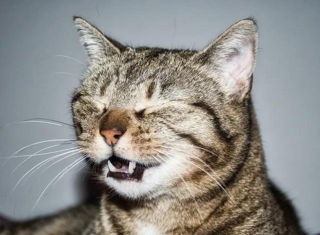 Gato espirrando: entenda as principais causas e quando se preocupar ...