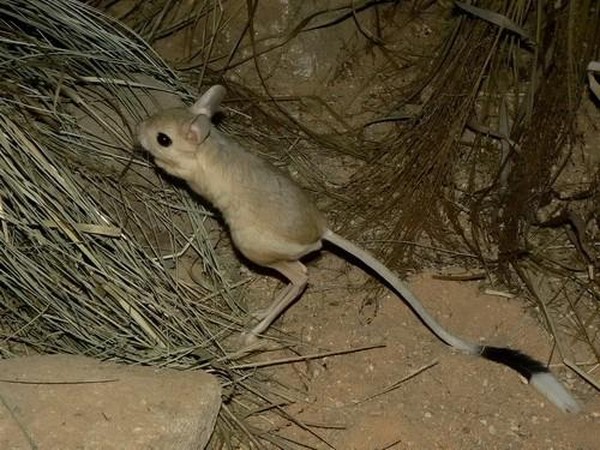 Da Patagônia ao Saara: 10 animais que vivem no deserto | Comportamento ...