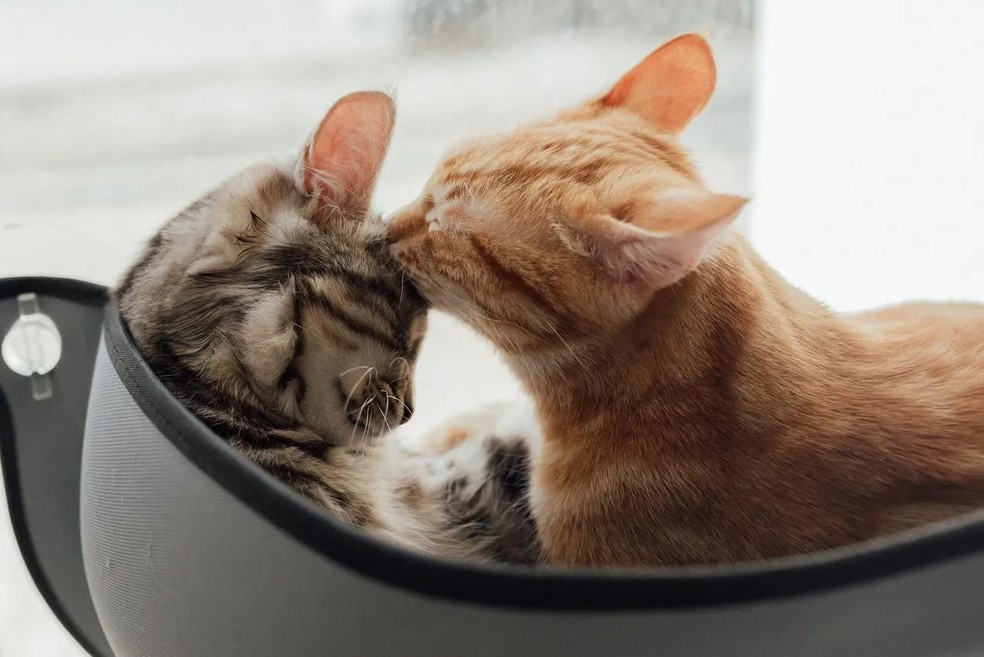 GATOS NO CIO: sintomas e o que fazer? ️ Sinta a emoção de apostar no ...