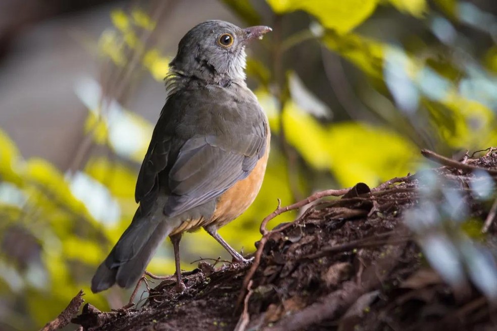 10 curiosidades sobre o sabiá-laranjeira, a ave símbolo do Brasil ...
