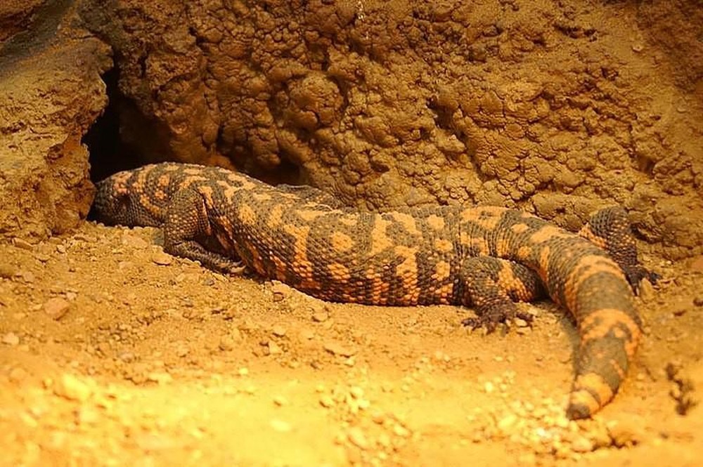 Da Patagônia ao Saara: 10 animais que vivem no deserto | Comportamento ...