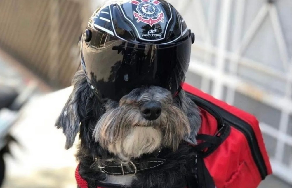 Cadela que faz entregas de delivery e doações natalinas viraliza nas ...