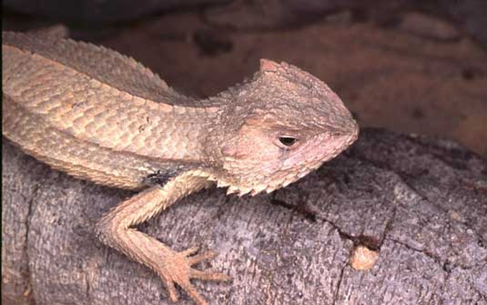 Caatinga: 10 animais do bioma exclusivamente brasileiro | Comportamento ...