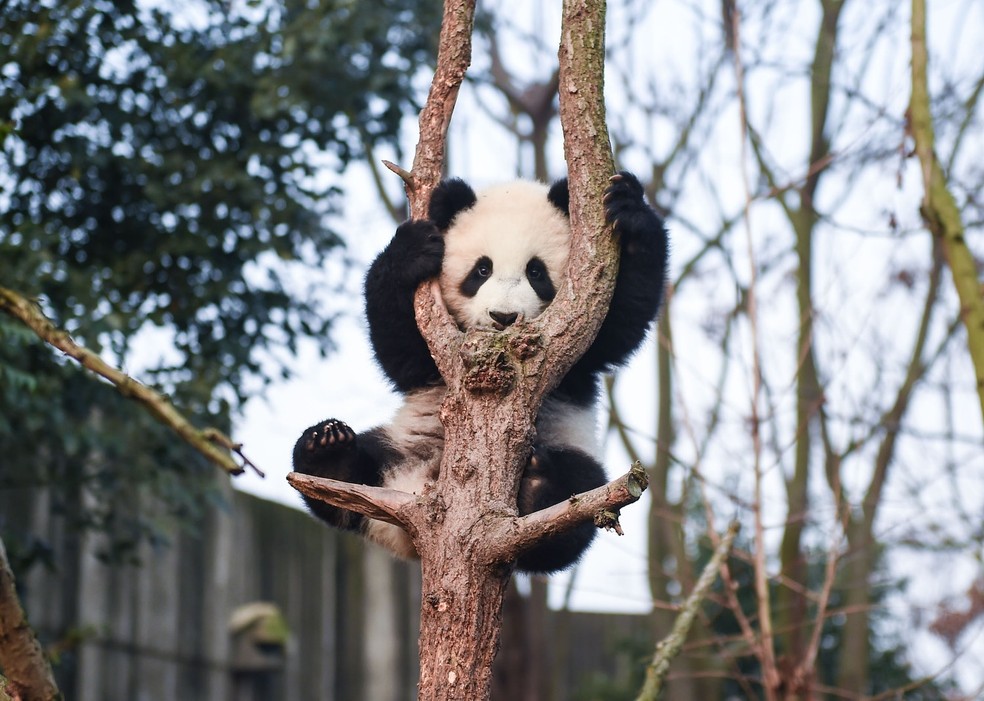 11 vídeos que provam que os pandas são os animais mais desastrados do mundo | Comportamento ...
