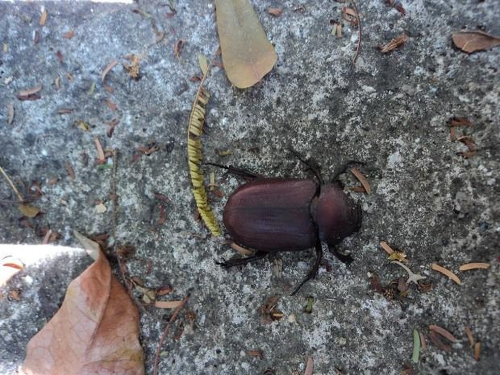 Férias no Rio de Janeiro: 9 passeios para apreciar a fauna local ...