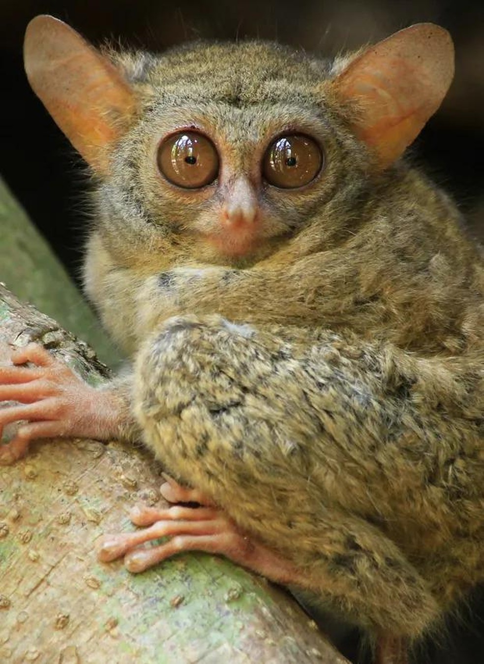 Conheça 10 animais que enxergam muito bem no escuro | Comportamento ...