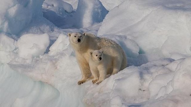 Conheça 9 espécies de animais que vivem no gelo | Comportamento | Vida ...