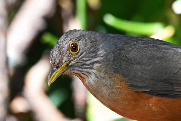 10 curiosidades sobre o sabiá-laranjeira, a ave símbolo do Brasil ...