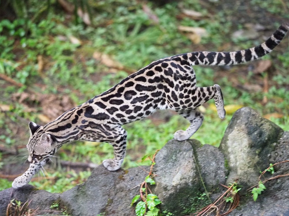 Conheça o gato-maracajá, felino adaptado para viver em árvores ...