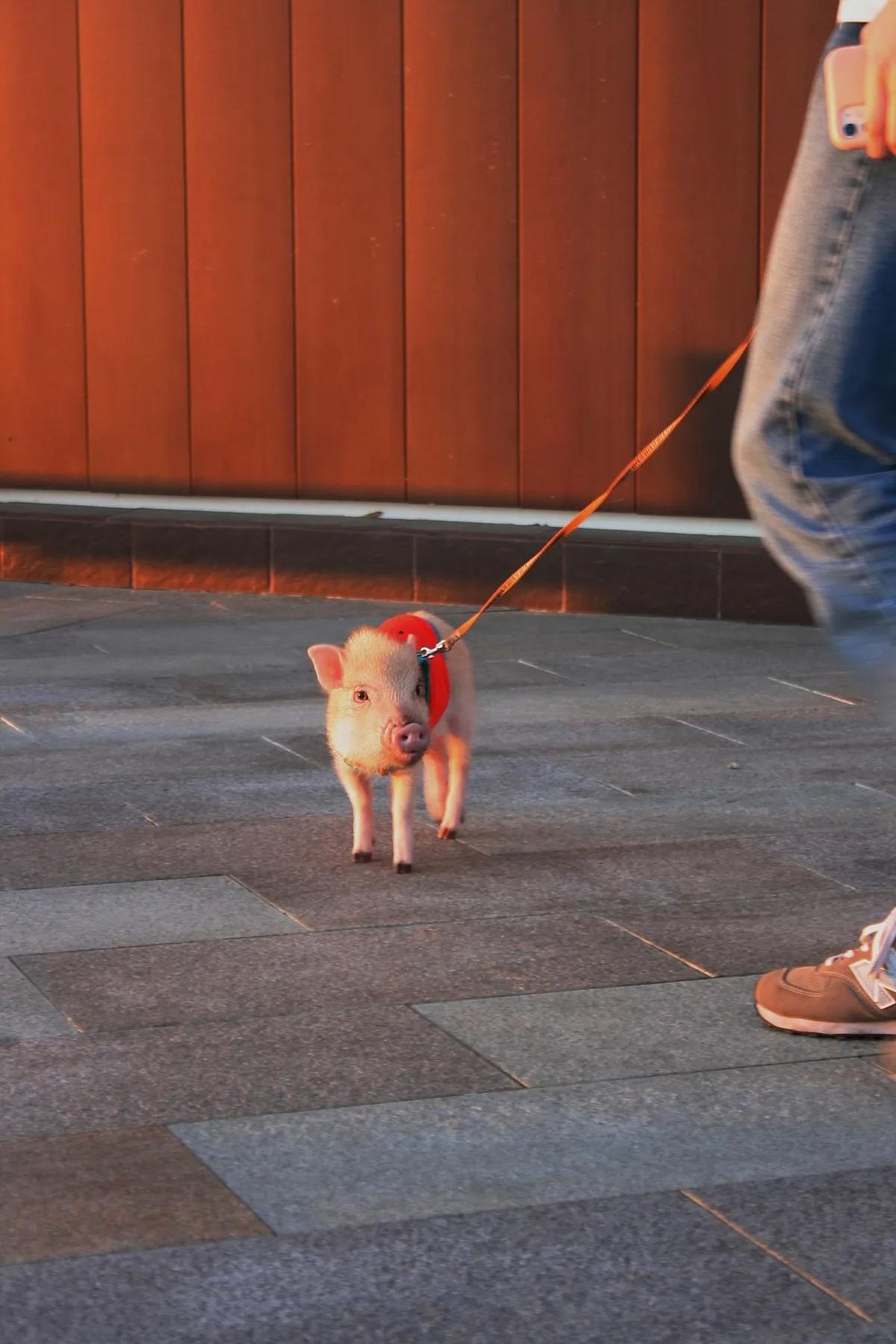 Mini pigs: origem, características e cuidados com os pets ...