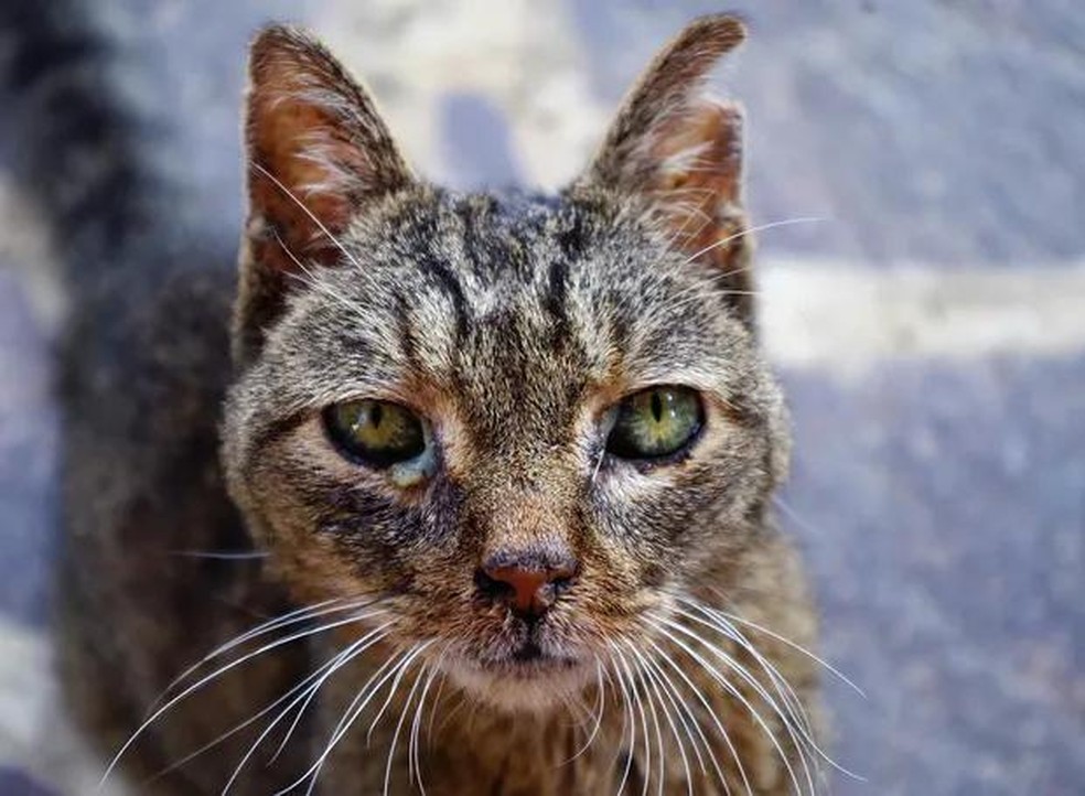 Herpes felina: causas, sintomas e prevenção | Saúde | Vida de Bicho