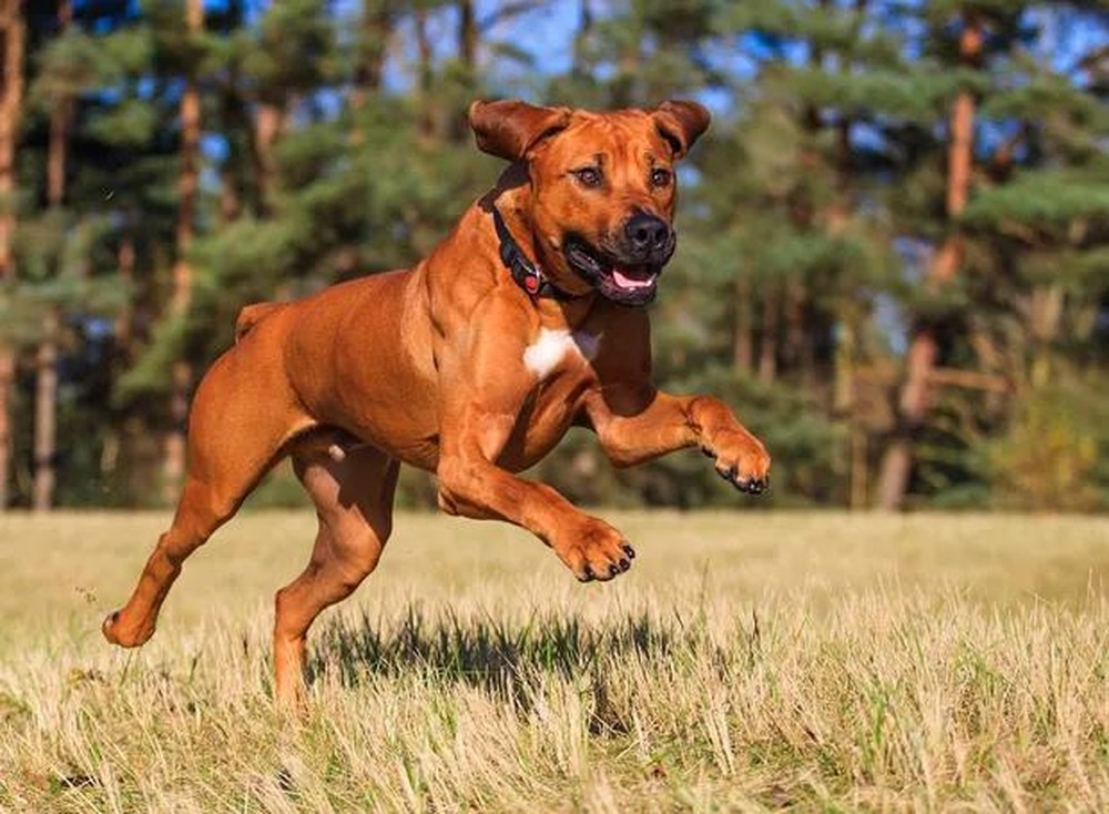 Rhodesian ridgeback: saiba tudo sobre o 'cachorro caçador de leões ...