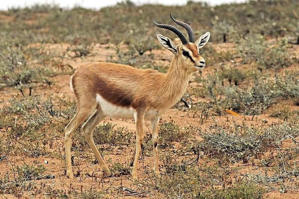 Da Patagônia ao Saara: 10 animais que vivem no deserto | Comportamento ...