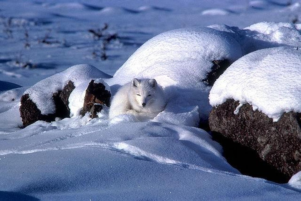 Conheça 9 espécies de animais que vivem no gelo | Comportamento | Vida ...