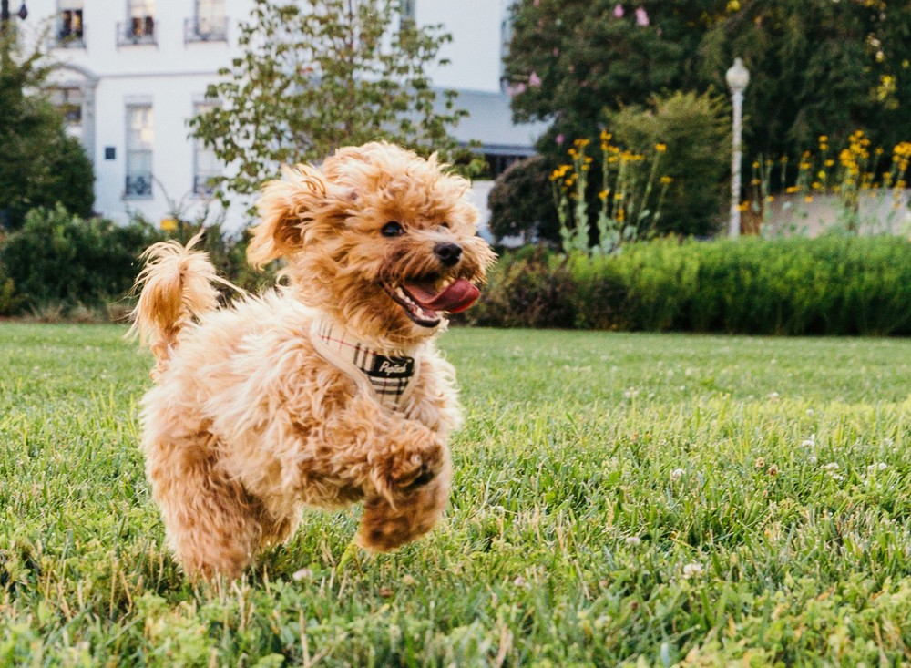 Zoomies: entenda o que são os ataques aleatórios de euforia nos pets ...