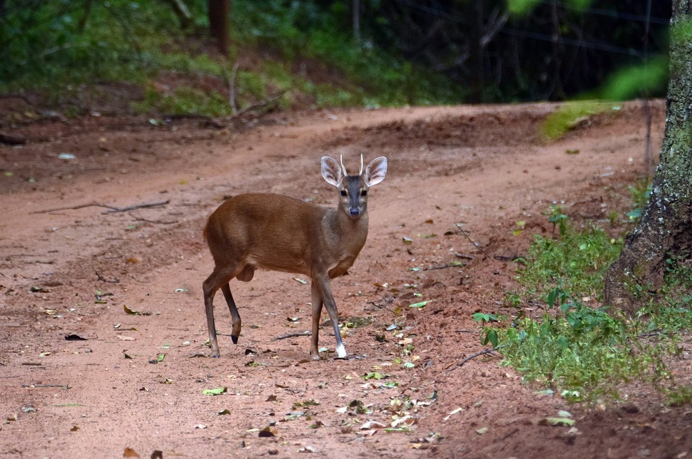 Caatinga: 10 animais do bioma exclusivamente brasileiro | Comportamento ...