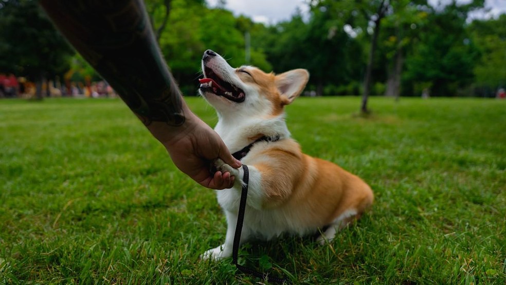 Entenda mais sobre o corgi, o cão favorito da rainha Elizabeth II ...
