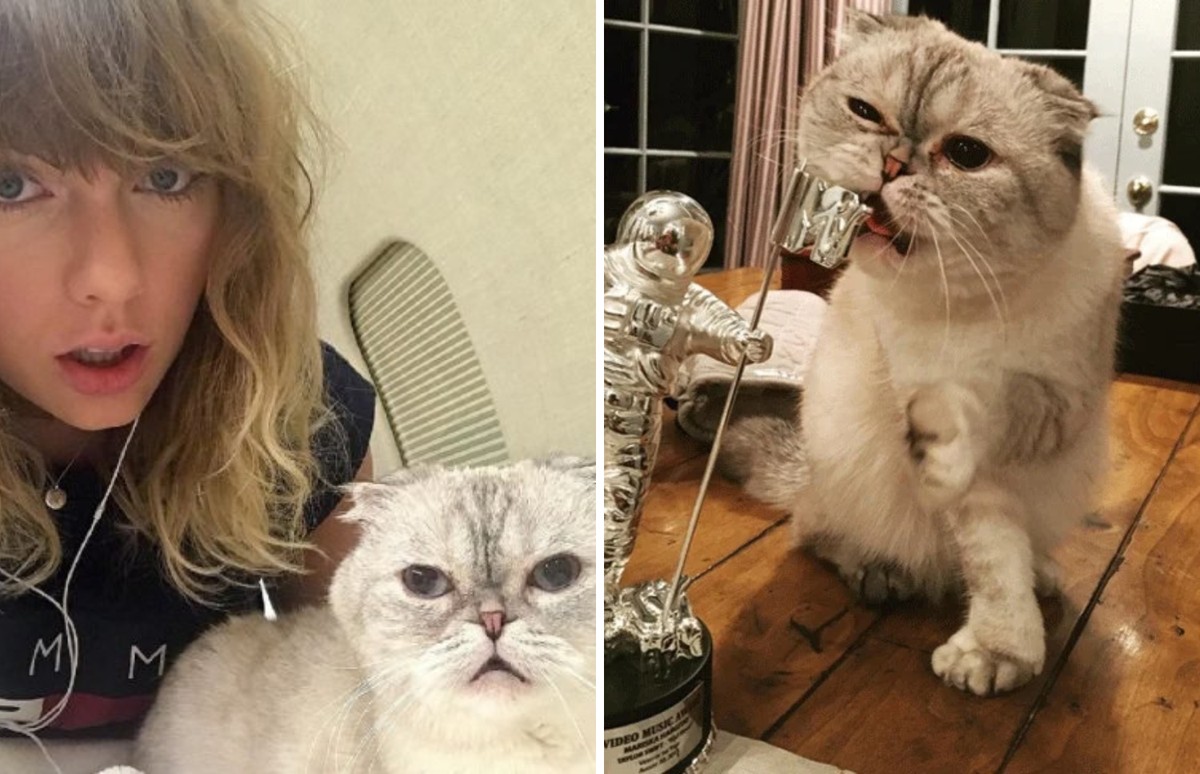 Gata de Taylor Swift é um dos pets mais ricos do mundo, com mais de R ...