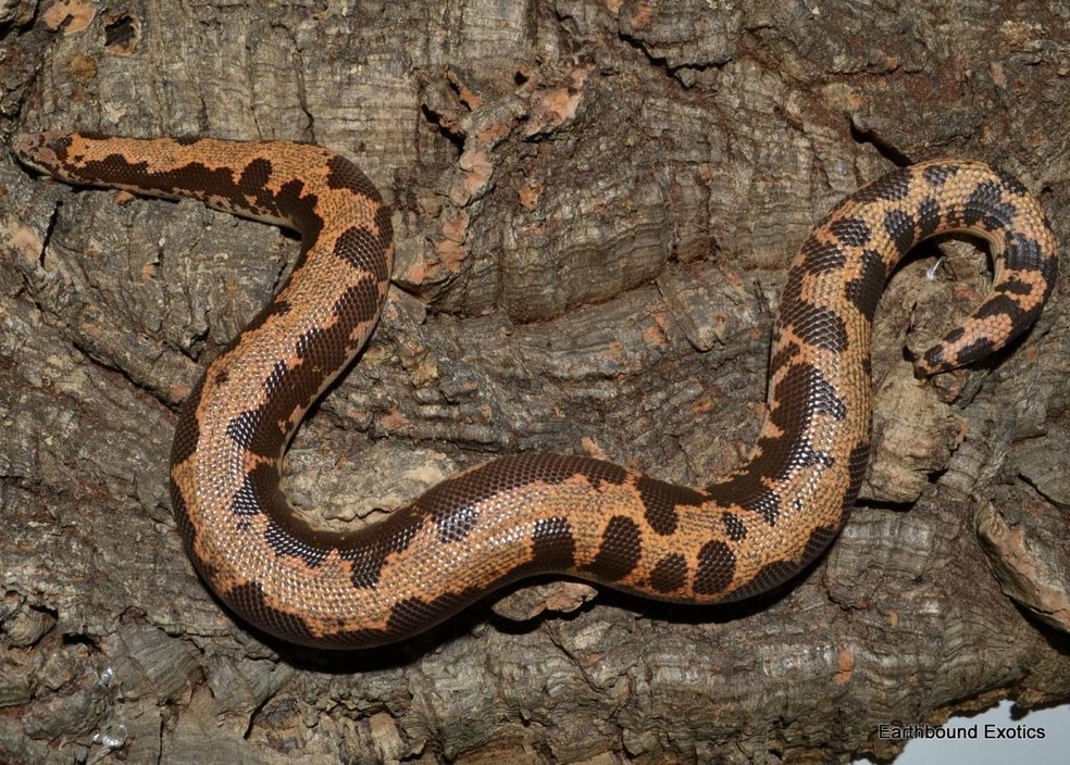 Jiboia-da-areia: curiosidades sobre a cobra que viralizou no TikTok ...