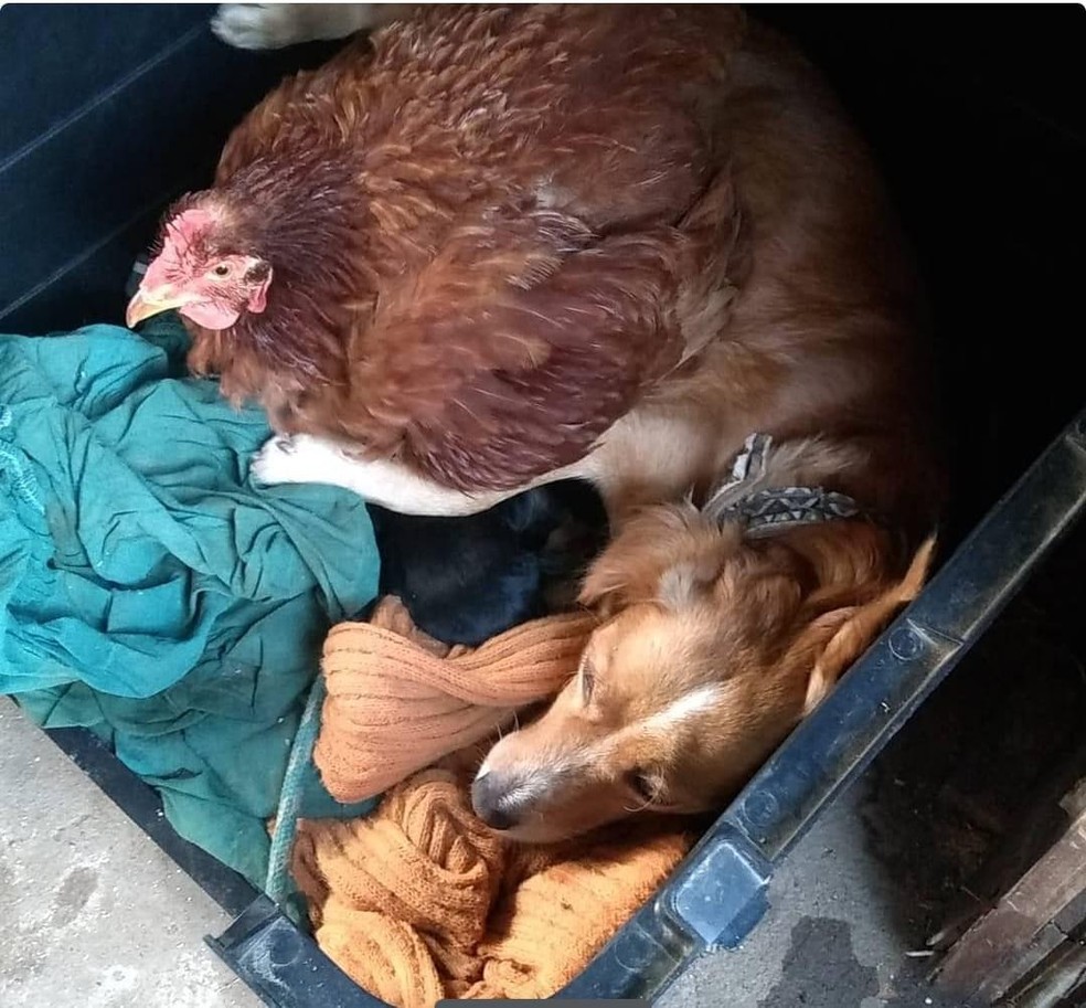 Exemplos De Instinto Animal Às Vezes, A Natureza Animal Nos Ensina...