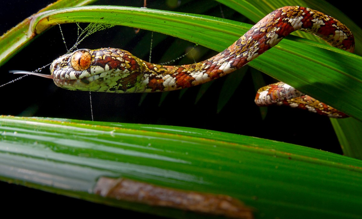 Cobra descoberta no Panamá recebe o nome em homenagem a Leonardo ...