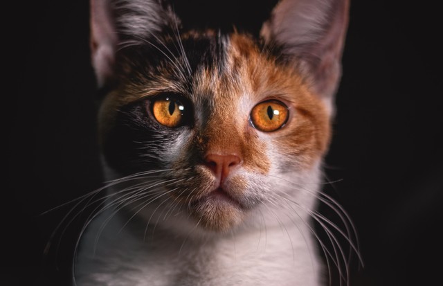 7 fatos curiosos sobre seu gato que vão te deixar de queixo caído ...