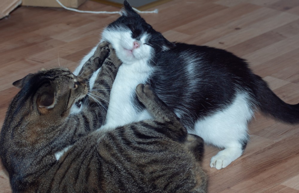 Briga entre gatos da mesma casa: descubra o motivo do comportamento | Conexão Pet | Vida de Bicho