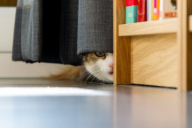 Gato com medo: 8 sinais de que o pet está assustado e como ajudá-lo ...