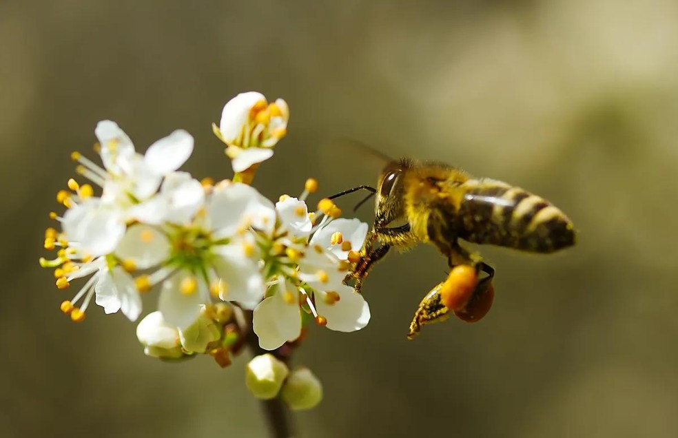 Entenda como a primavera influencia o ciclo de vida dos animais ...
