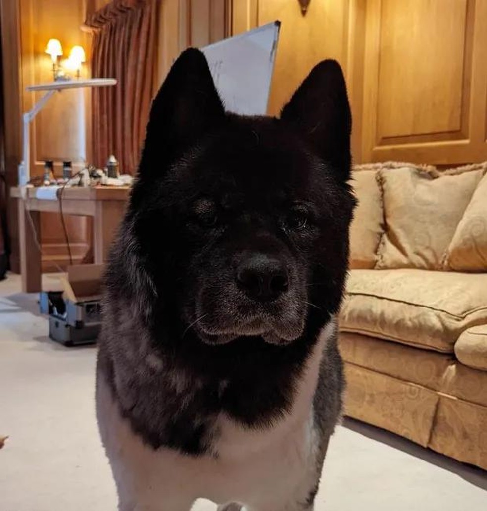 Relação de Henry Cavill e seu cachorro, Kal, encanta seus milhões de ...