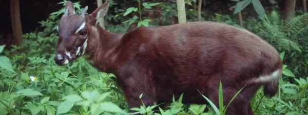 Animais Mais Raros Do Mundo 2024 OS 10 ANIMAIS MAIS RAROS DO MUNDO!!
