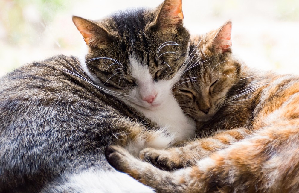Saiba identificar 8 sinais de que um gato está doente | Saúde | Vida de ...