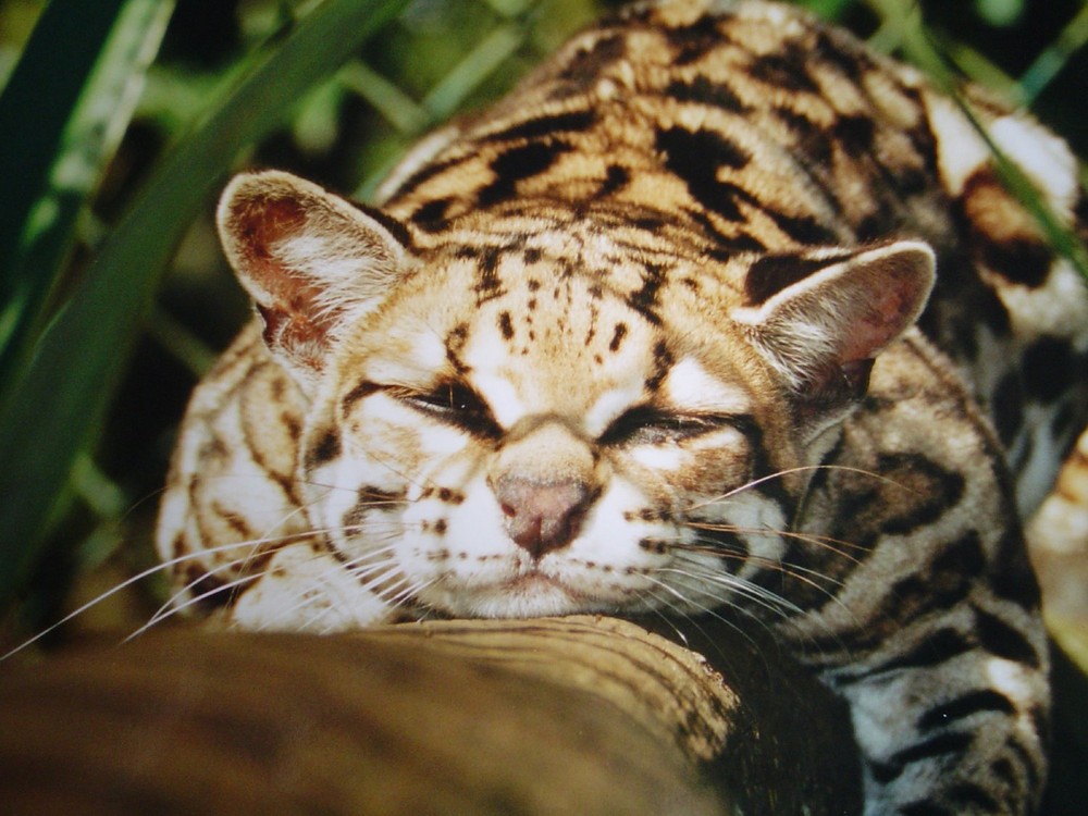 Conheça o gato-maracajá, felino adaptado para viver em árvores ...