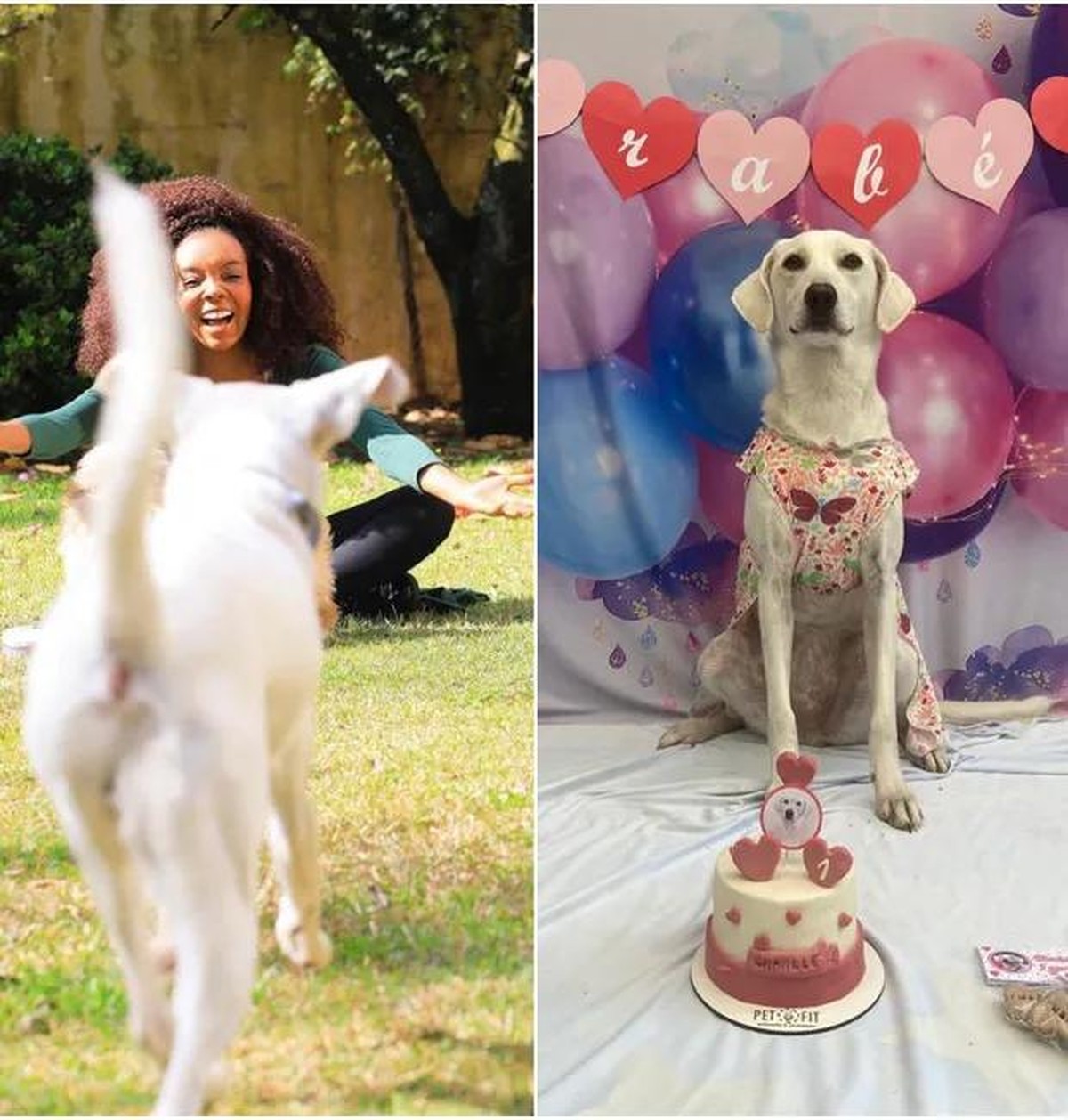 Thelminha Assis celebra 1 ano de adoção da sua cachorra, Charllote ...