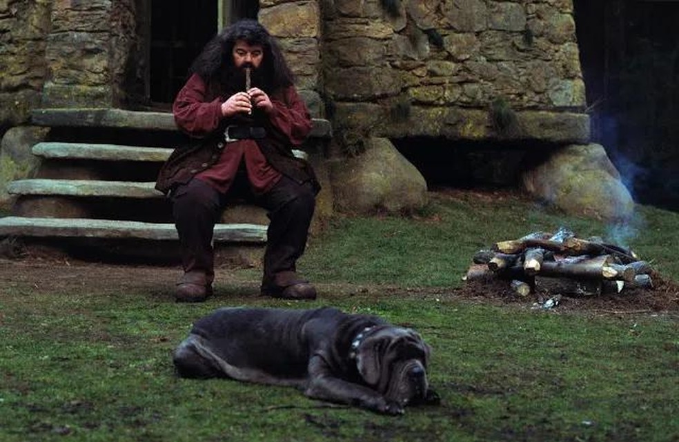 Os pets de Hagrid: relembre os bichos do bruxo em 'Harry Potter ...