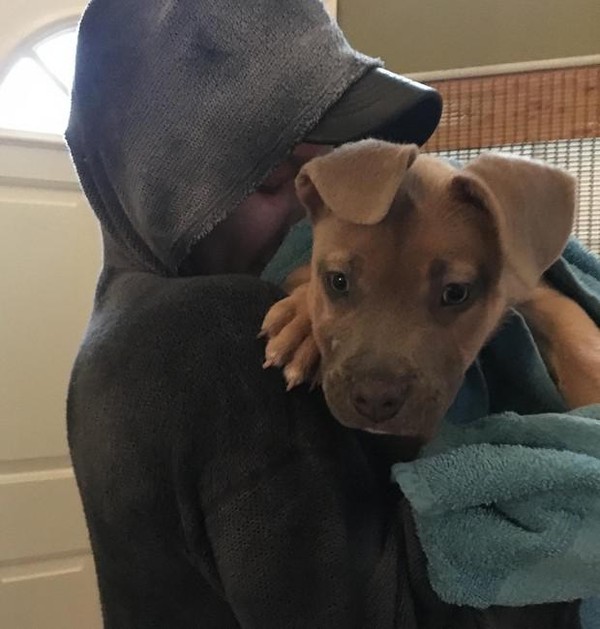 Halsey perde cachorro e desabafa sobre o momento em redes sociais ...