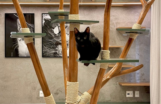 Quarto cat friendly: descubra como criar esse ambiente na sua casa ...