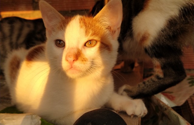 10 sinais de que o seu gato é feliz e dicas para deixá-lo assim ...